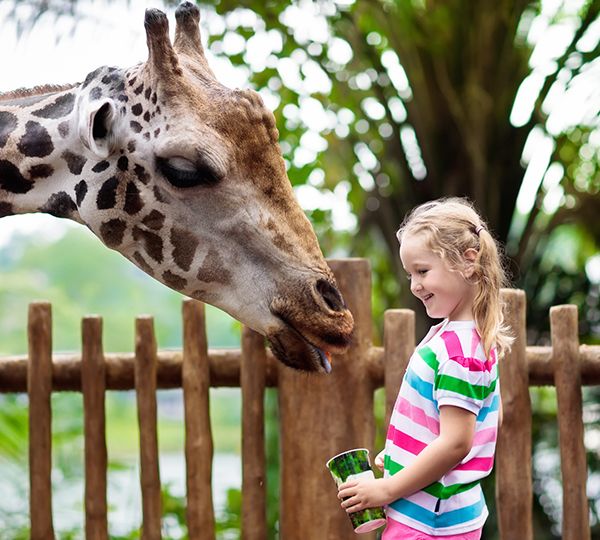 Half Price Flamingo Land Family Pass
